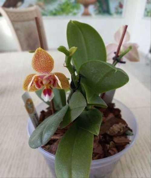 Орхидея фаленопсис 2в1