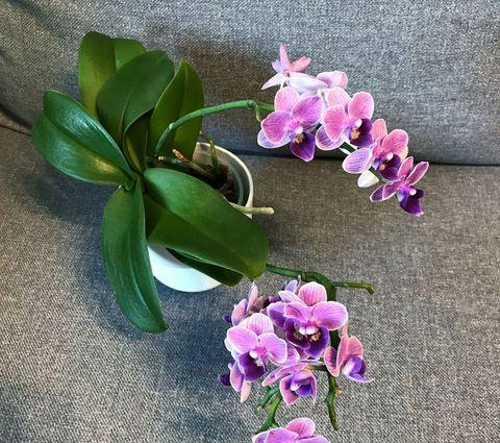 Орхидея Вайолет квин phal. Violet queen