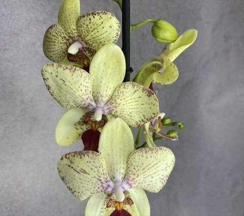 Орхидея фаленопсис майя
