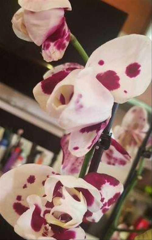 Орхидея фаленопсис пелорик бенидорн шея и корни от