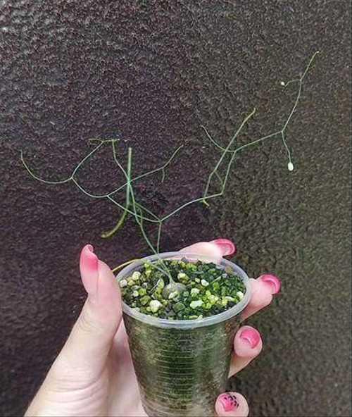 Schizobasis (drimia) intricata