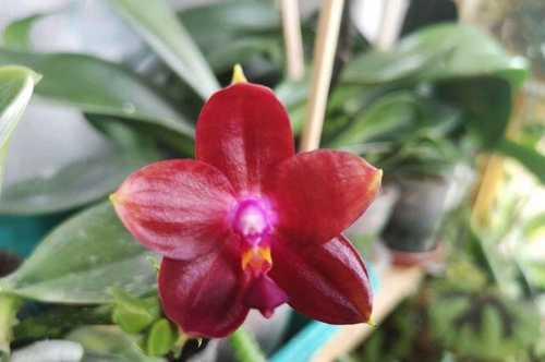 Орхидея phal. Zheng min Plasma