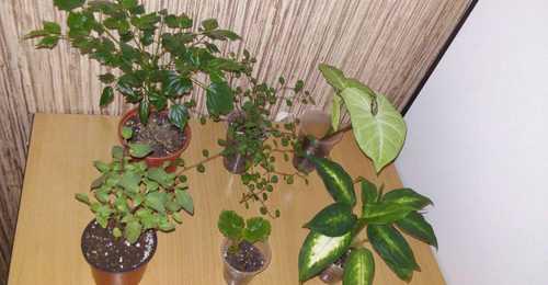 Комплект комнатных растений