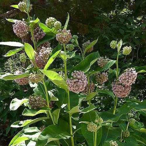 Ваточник сирийский- многолетник