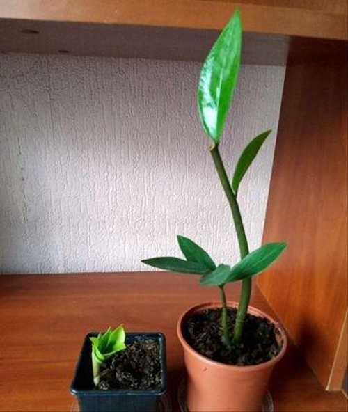 Молодые комнатные растения