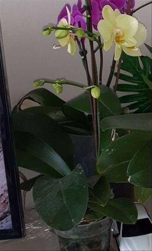 Детка орхидея фаленопсис Лимон Лайм (Lemon Lime)