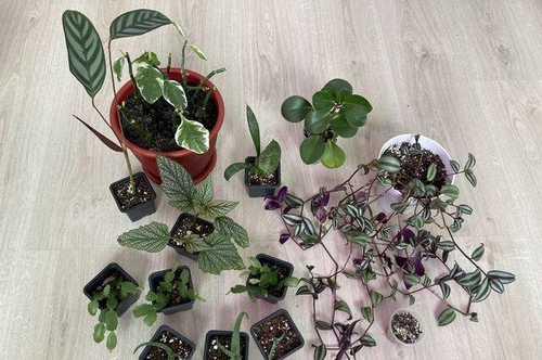 Комнатные растения ктенанта, пеперомия, традесканц