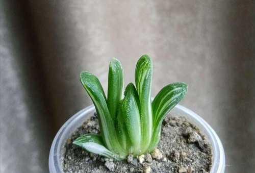 Хавортия (Haworthia truncata variegata)