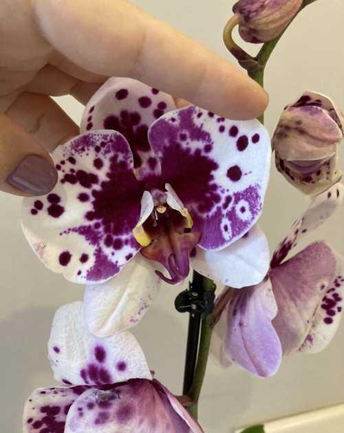 Орхидея фаленопсис Скорпио-гигант