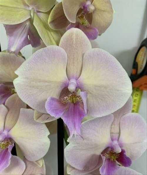 Орхидея фаленопсис биг лип персиковый