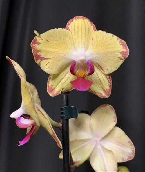 Орхидея фаленопсис Papagayo