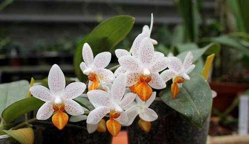 Орхидея фаленопсис сортовые Минимарк, Лиодоро