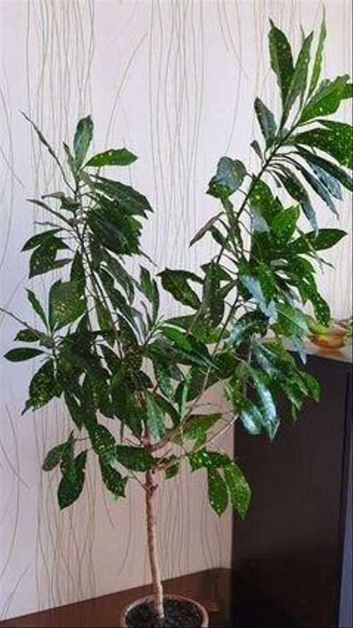 Аукуба японская комнатное растение