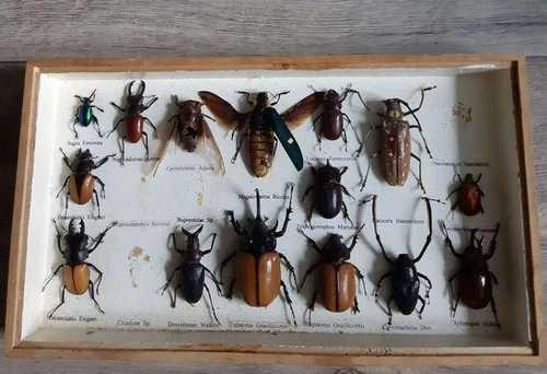 Коллекция жуков
