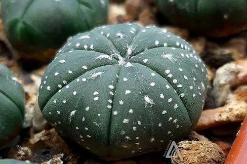Кактус Astrophytum asterias (Астрофитум астериас)