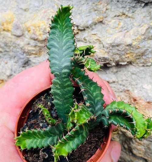 Суккулент Euphorbia Stellata