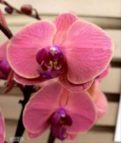 Орхидея фаленопсис Азиан Коррал