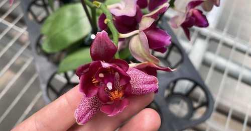 Орхидея фаленопсис пелорик триллипс