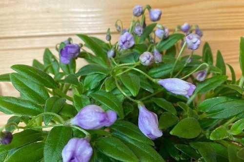 Фиалка на волге (трейлеры)