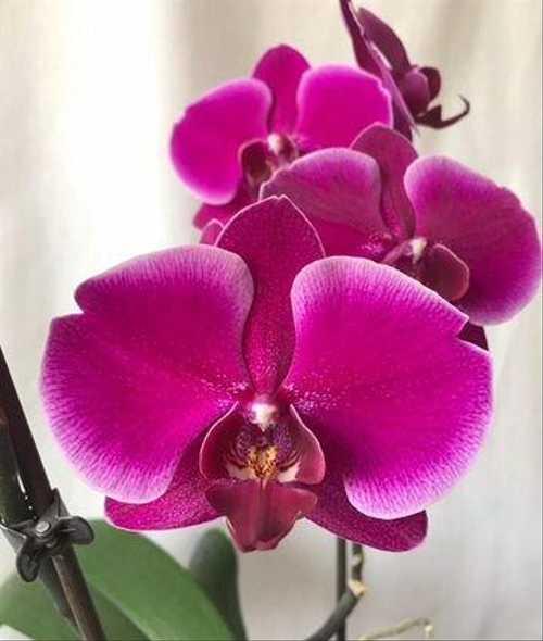 Орхидея фаленопсис Жемчужина императора