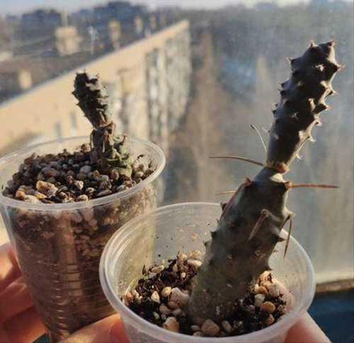 Кактусы Tephrocactus