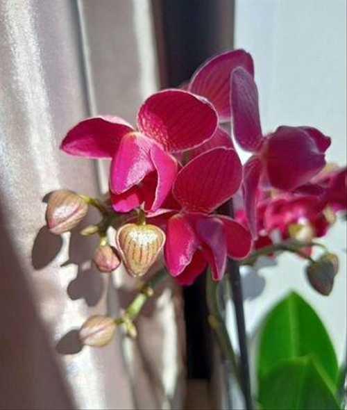 Цветущая орхидея фаленопсис Red Lion пелорик