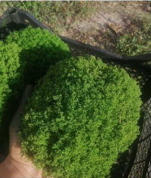Свежий стабилизированный мох ягель зеленый 0.659г