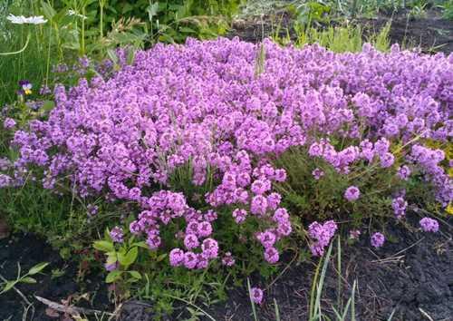 Тимьян ползучий (чабрец) многолетник
