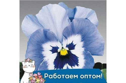 Рассада Цветы опт