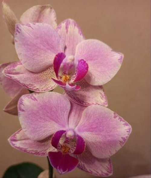 Орхидея фаленопсис Пират пикоти