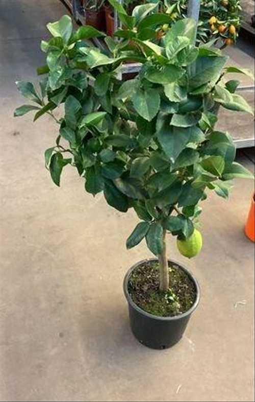 Лимонное дерево с плодами/ Лимон Н 80 см