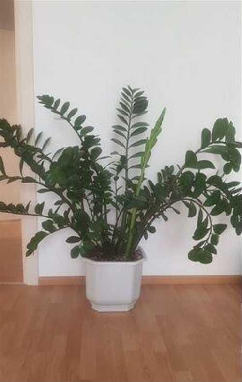 Растение «Замиокулькас»