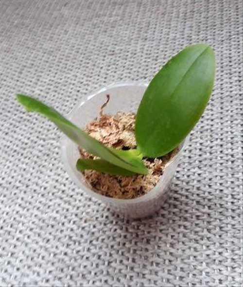 Орхидея фаленопсис,Лиодоро 2.5