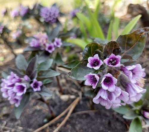 Растения. Первоцветы. Луковицы