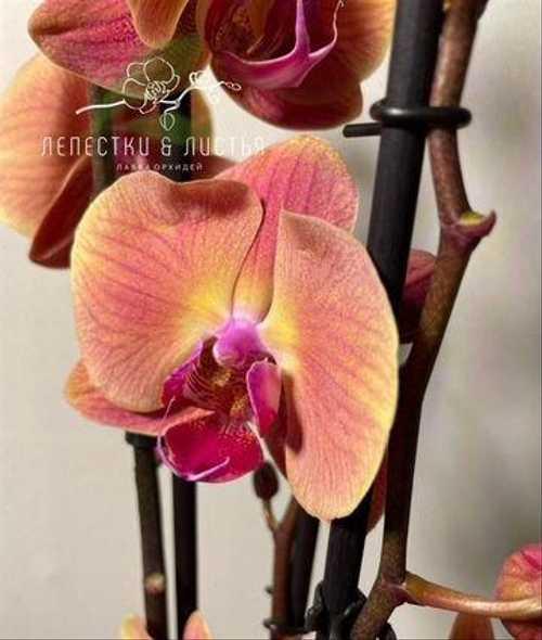 Орхидея фаленопсис Golden Apple