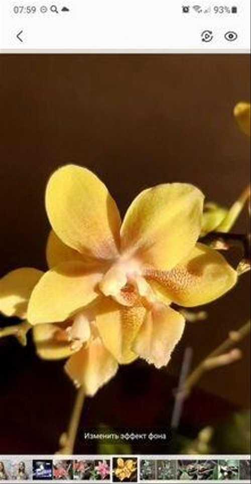 Орхидея фаленопсис Жёлтый шоколад