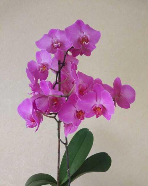 Орхидея фаленопсис (Нидерланды)