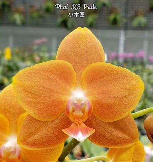 Орхидея фаленопсис KS Pride