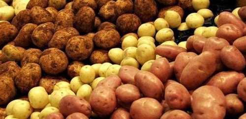 Картофель семенной, лук-севок