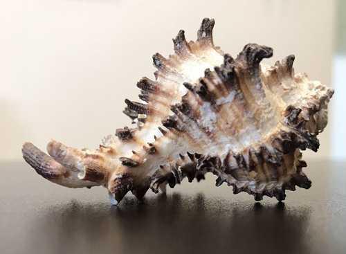 Ракушка для декора