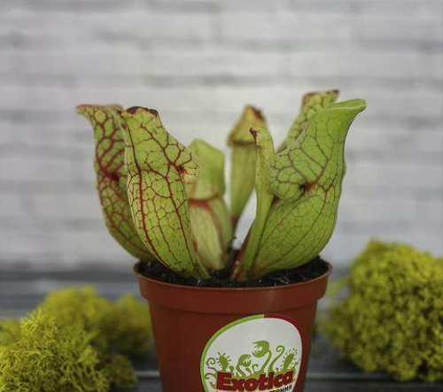 Саррацения Веноза Зеленая (лат. Sarracenia Venosa