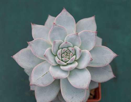 Echeveria blue bird