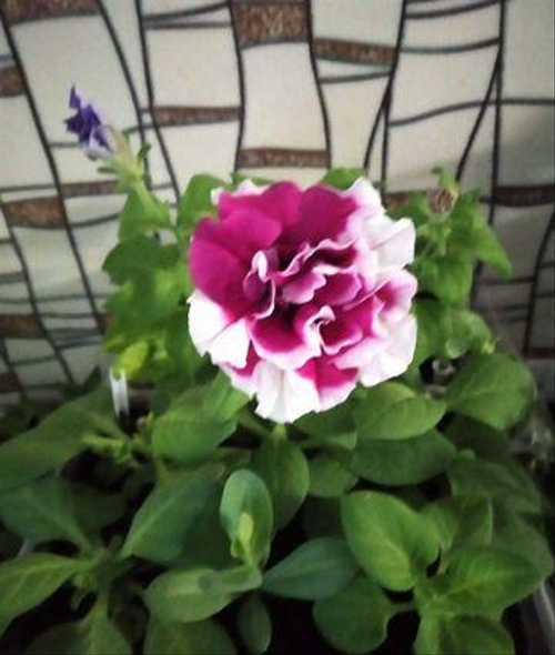 Петуния махровая, эустома, анютки