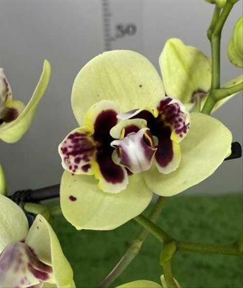 Орхидея/фаленопсис Трилист Албуфиера/Albufiera