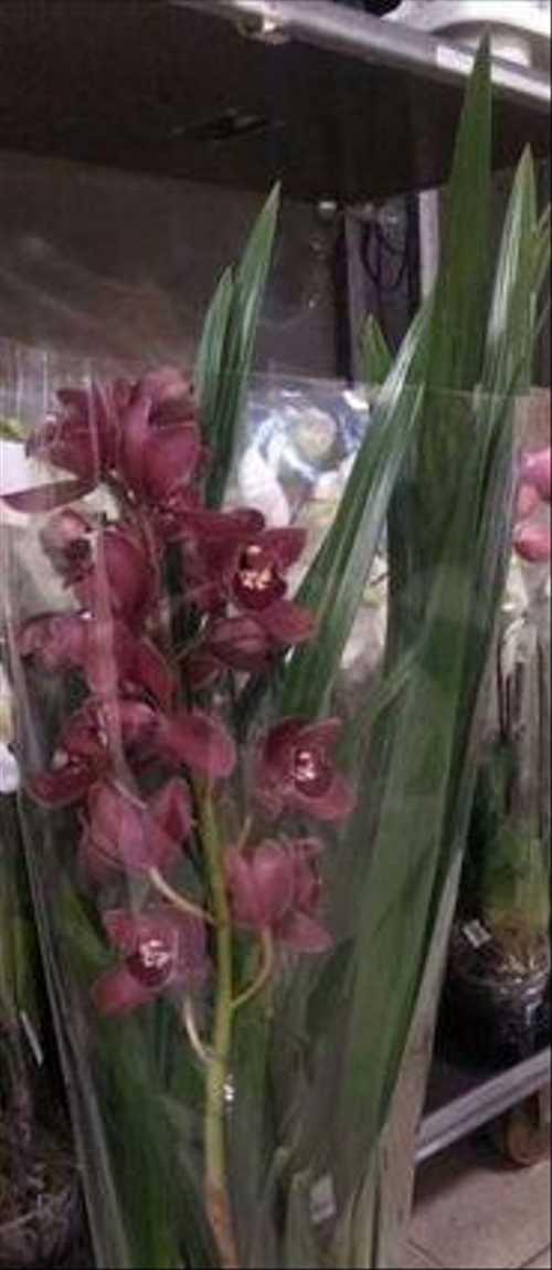 Цимбидиум бордовый 1 цв орхидея