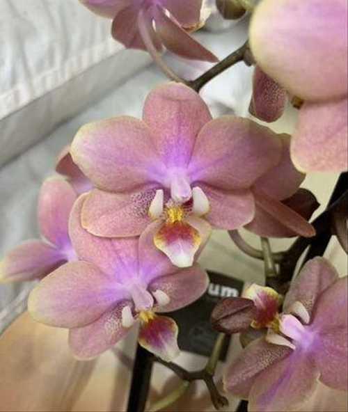 Орхидея фаленопсис одорион