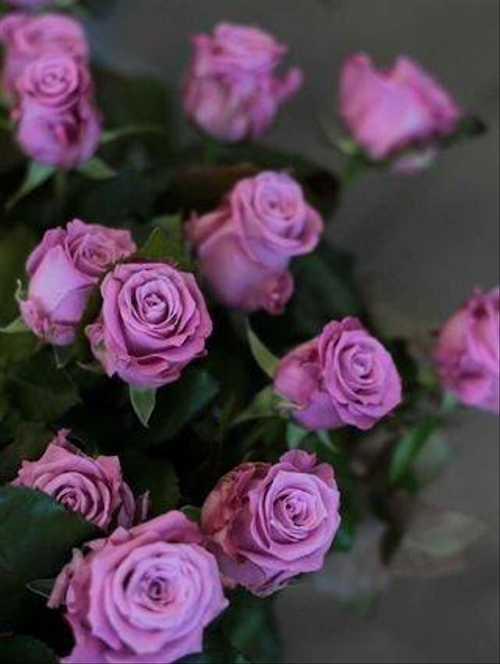Цветы, розы "Мери Тим" 60 см