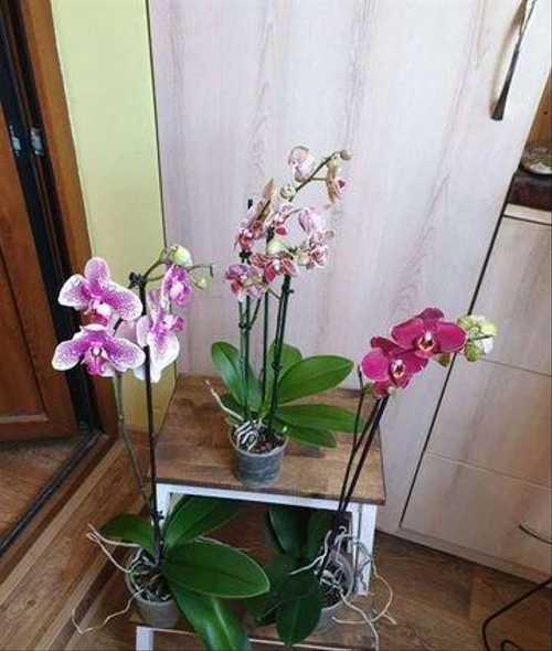 Цветущая орхидея, орхидея на подарок