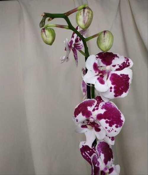 Орхидея Фаленопсис 1 ств