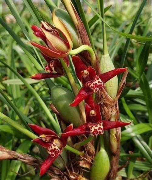 Продам орхидею максиллярию (Maxillaria tenuifolia)